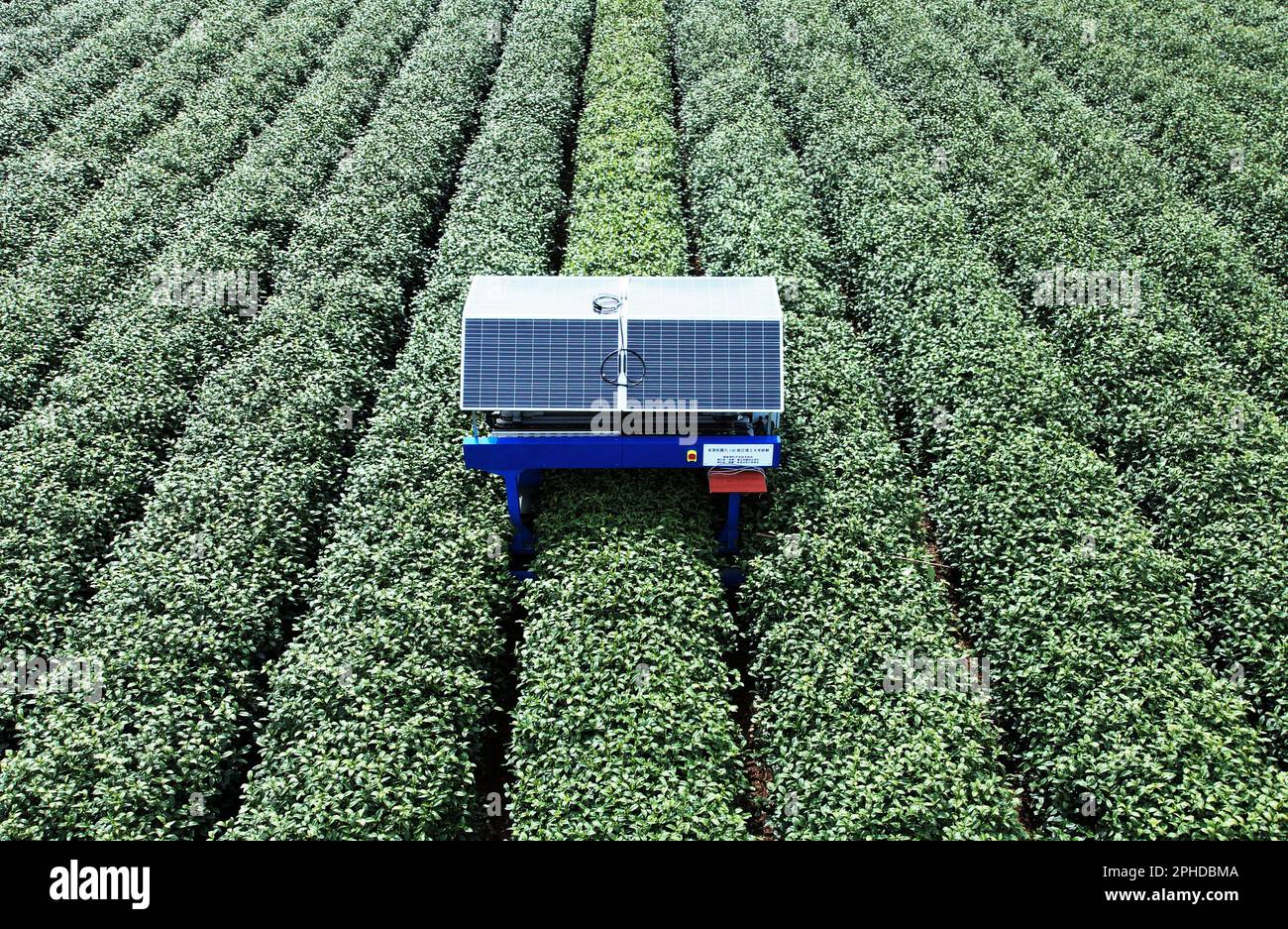 HANGZHOU, CHINA - MARCH 28, 2023 - An AI tea picking robot picks the ...