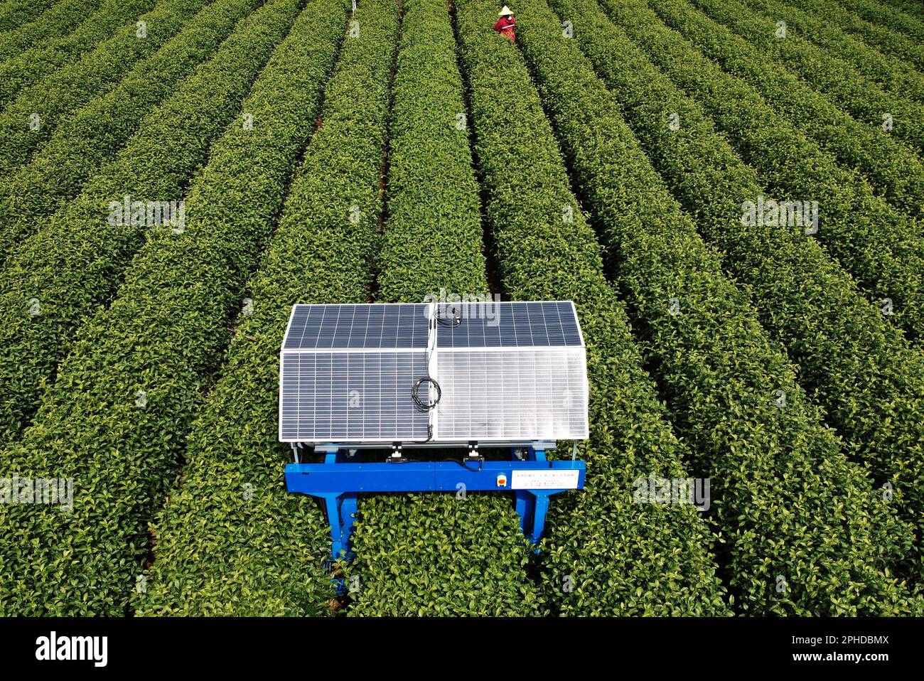 HANGZHOU, CHINA - MARCH 28, 2023 - An AI tea picking robot picks the ...
