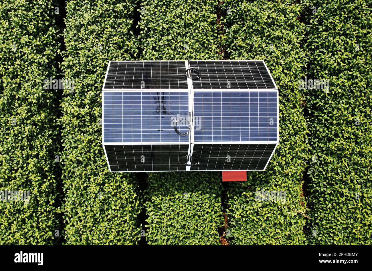 HANGZHOU, CHINA - MARCH 28, 2023 - An AI tea picking robot picks the ...