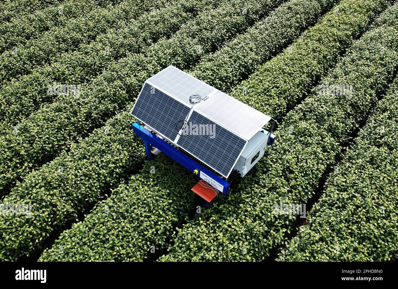 HANGZHOU, CHINA - MARCH 28, 2023 - An AI tea picking robot picks the ...