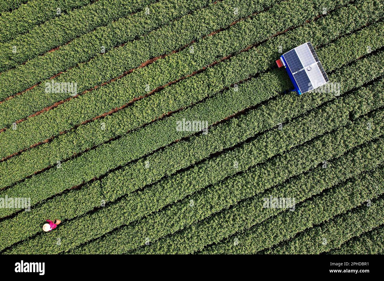 HANGZHOU, CHINA - MARCH 28, 2023 - An AI tea picking robot picks the ...