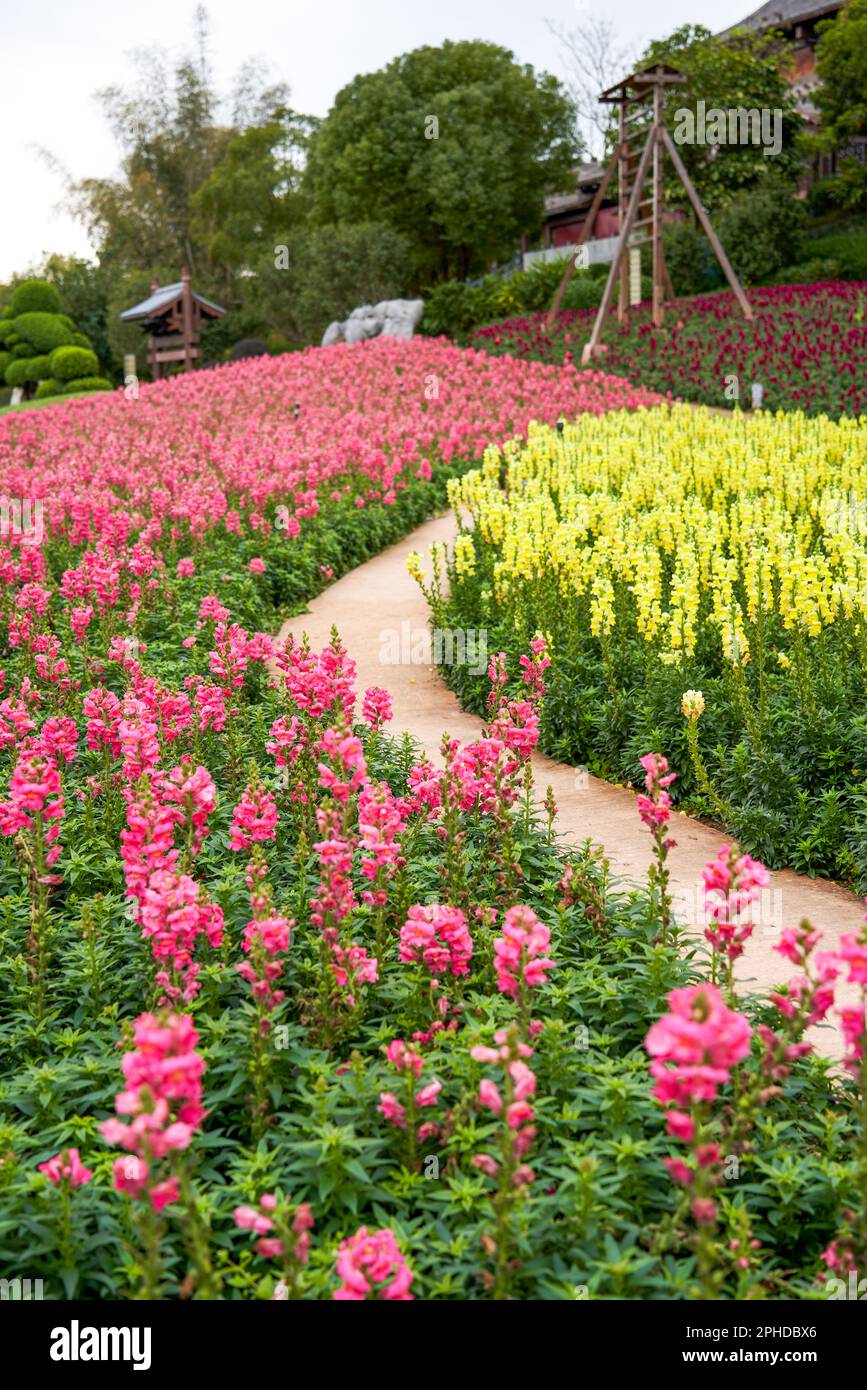Field of snapdragon flowers planted in the garden Stock Photo - Alamy