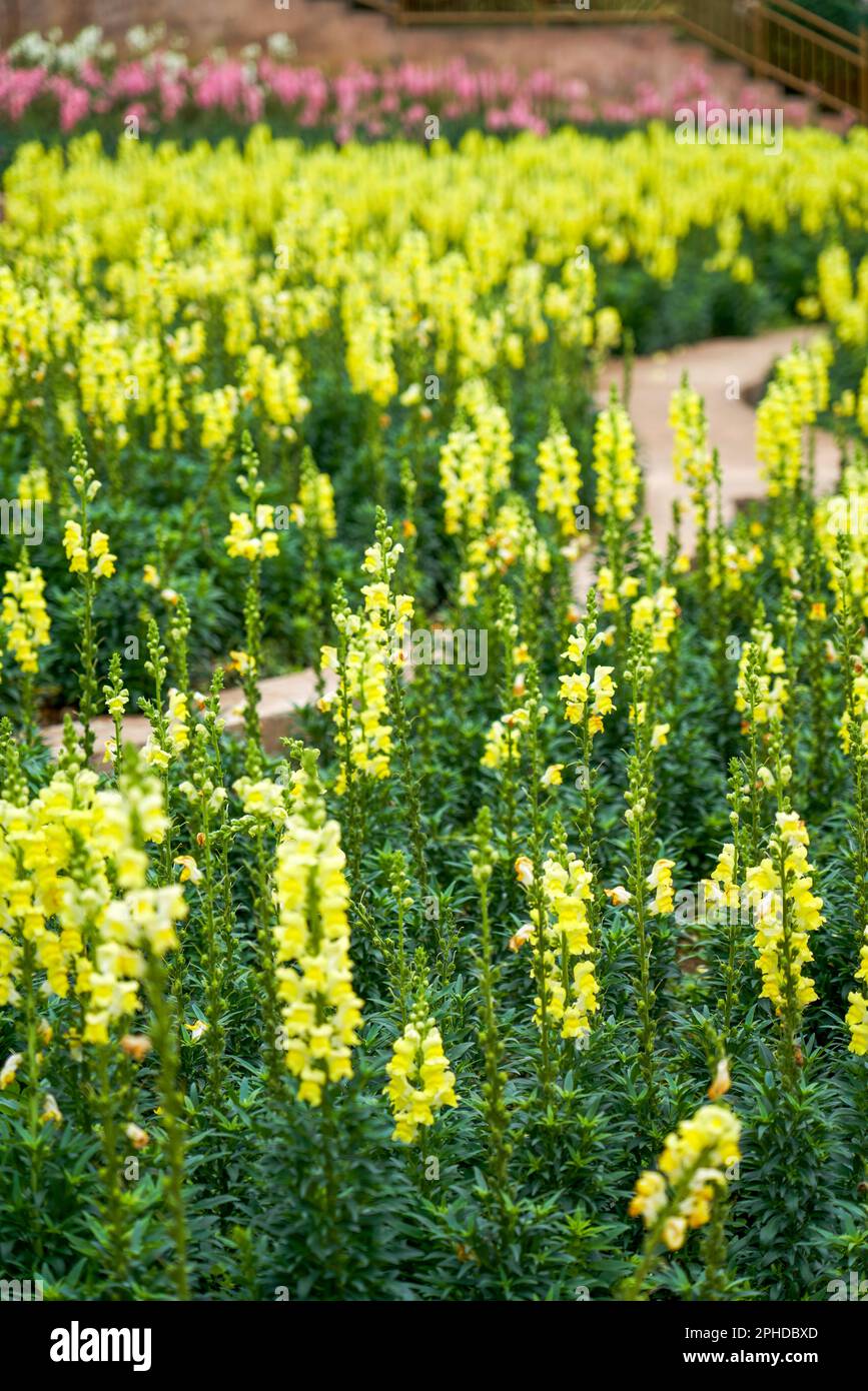 Field of snapdragon flowers planted in the garden Stock Photo - Alamy