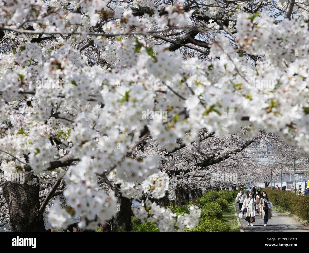 Cherry blossoms are in full bloom in Osaka City, Osaka Prefecture on ...