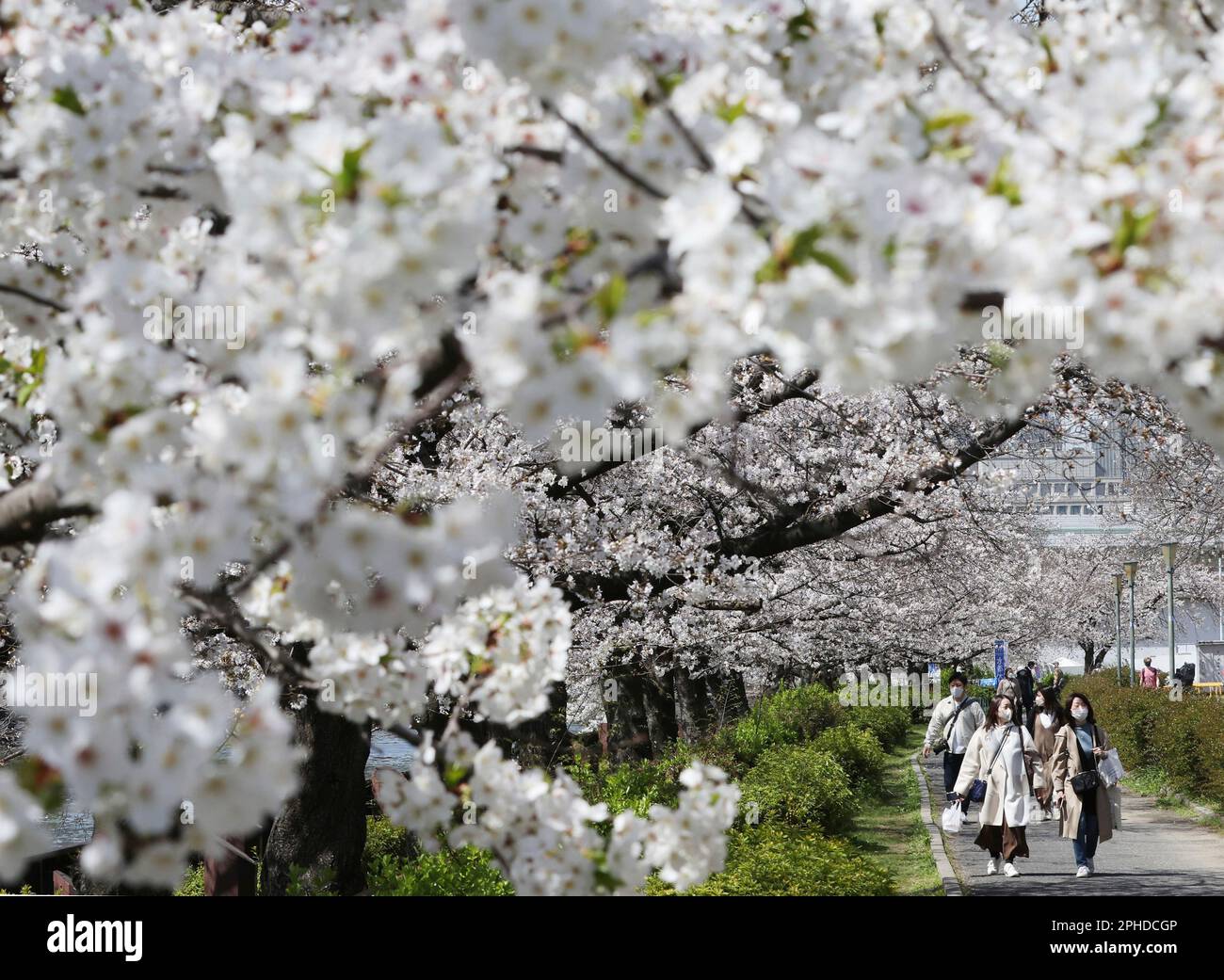 Cherry blossoms are in full bloom in Osaka City, Osaka Prefecture on ...