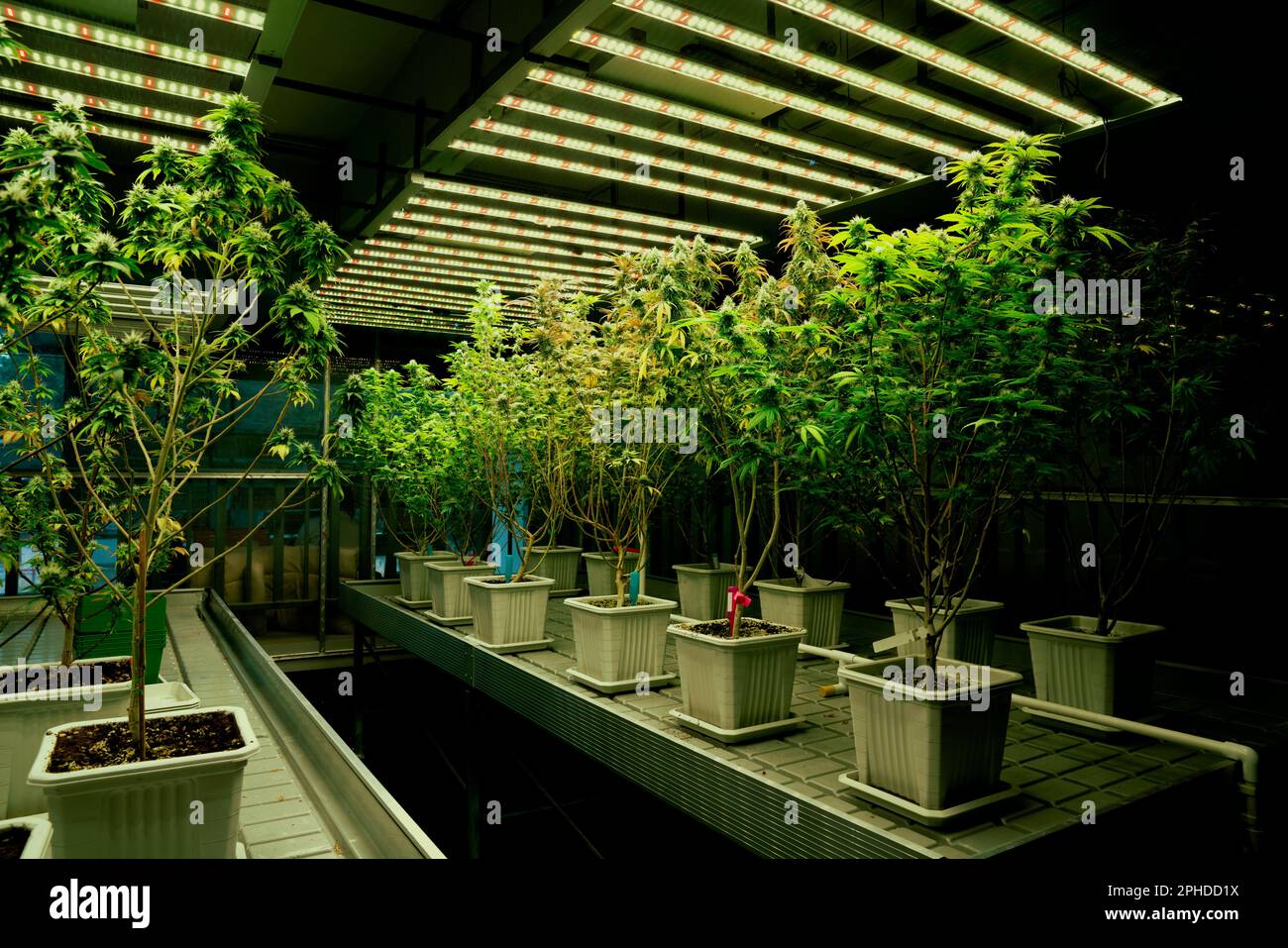 Full grown marijuana plants hi-res stock photography and images - Alamy