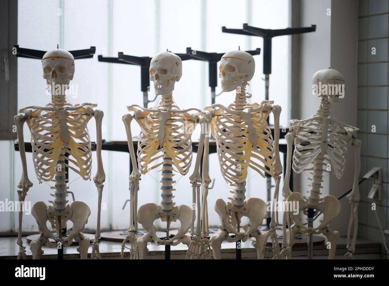 PRODUCTION - 23 March 2023, Hesse, Gießen: Artificial skeletons stand ...