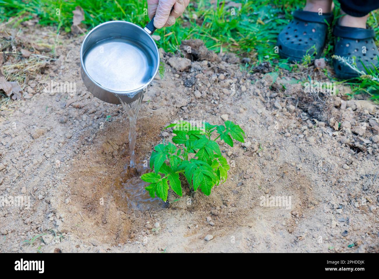 Watering tomato seedlings when planting them in ground Stock Photo - Alamy