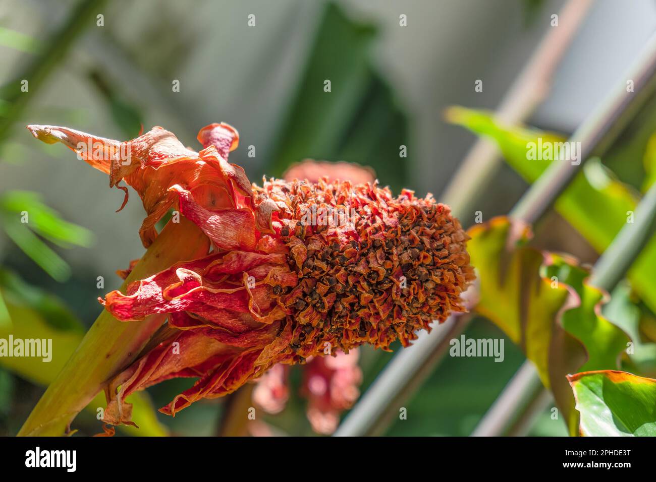 Withered Torch Ginger, also known as Etlingera elatior, red ginger lily ...