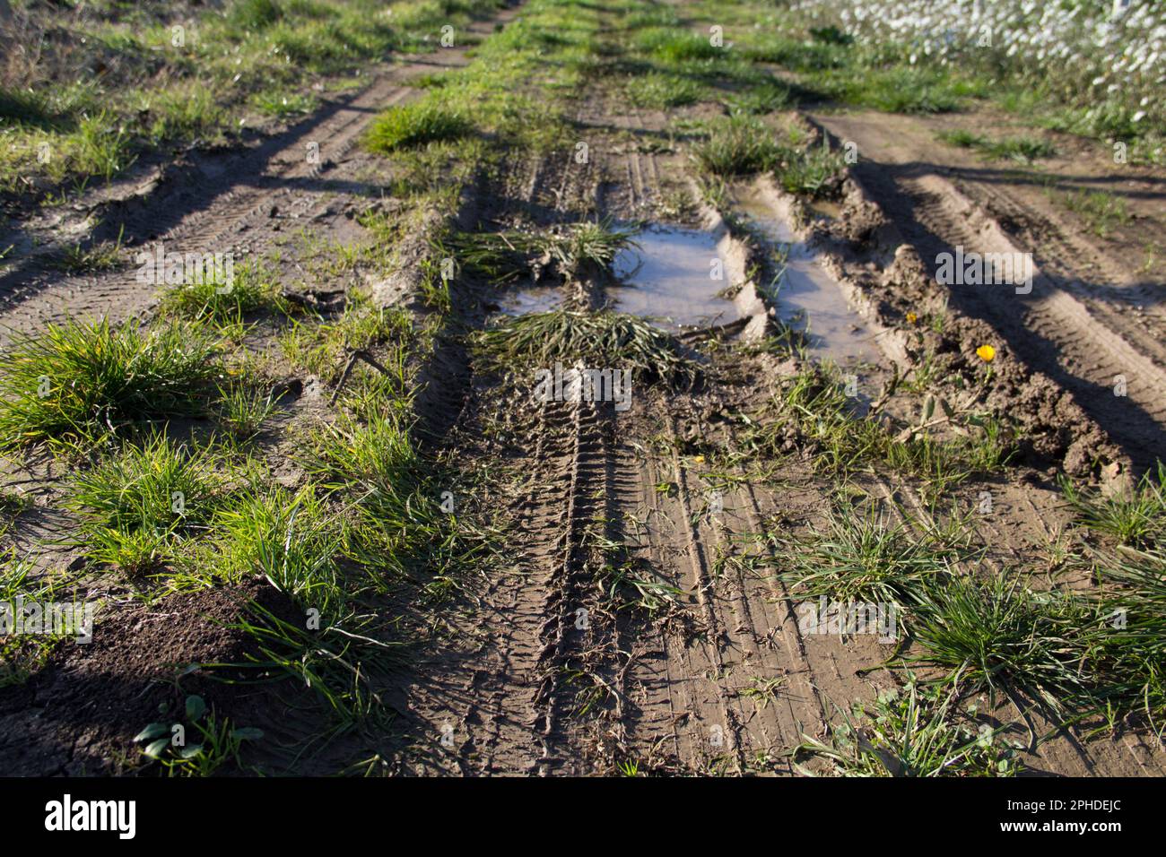 Image of tire tracks on mud on a country road after a rainy day Stock ...