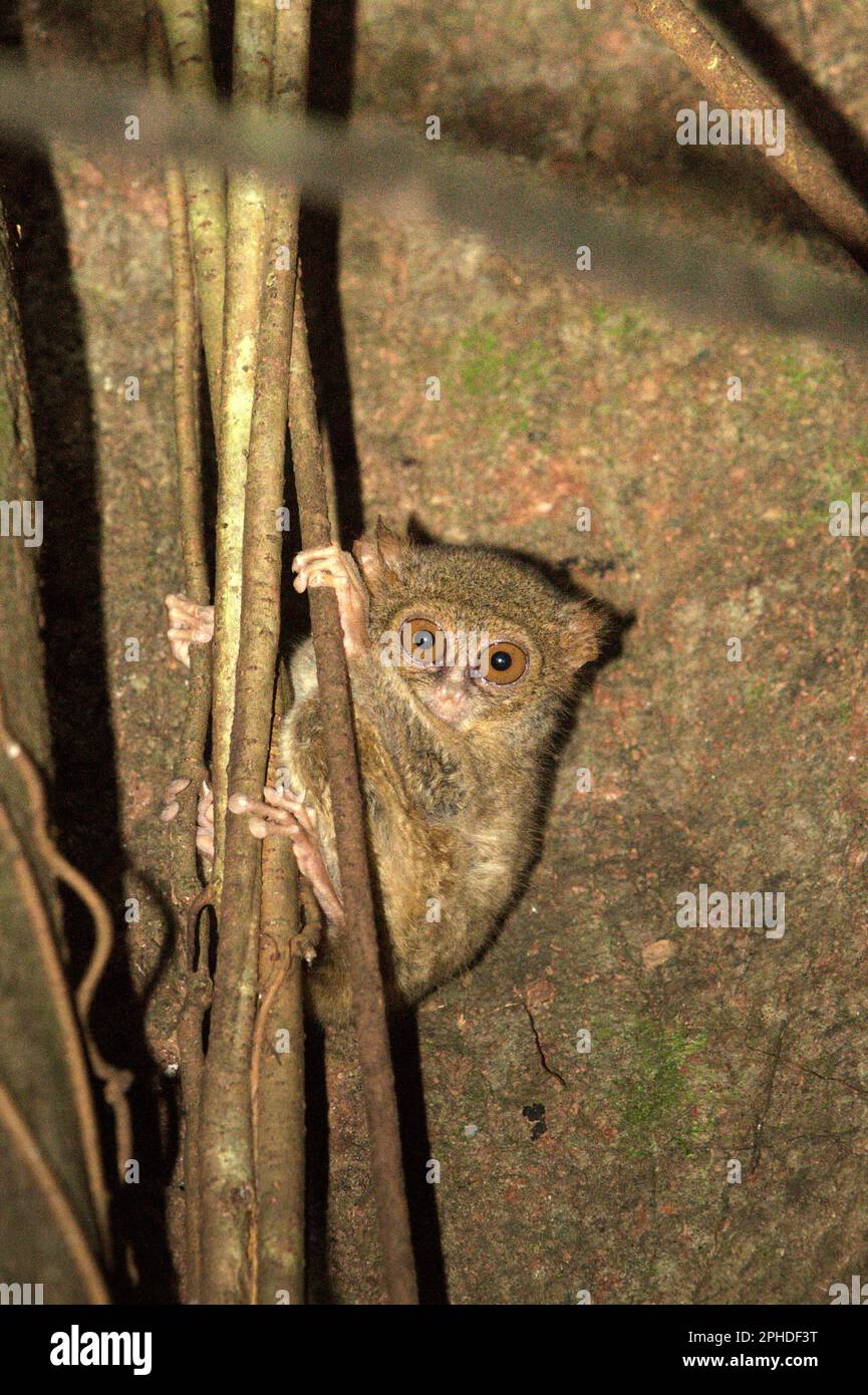 Tarsier study hi-res stock photography and images - Alamy