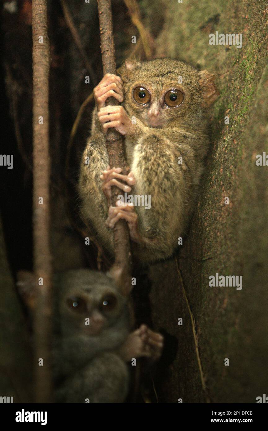 Tarsier vocalization hi-res stock photography and images - Alamy