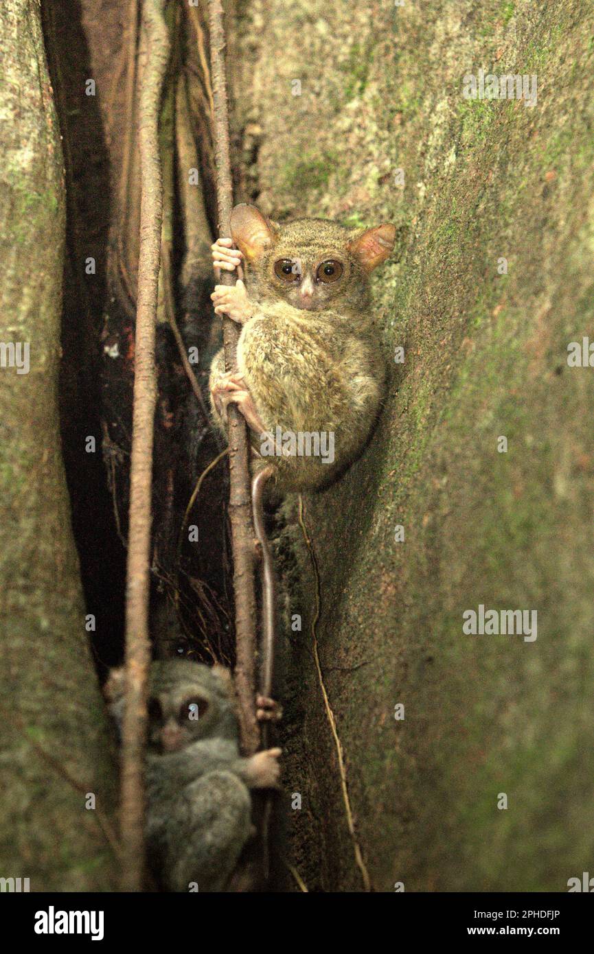 Tarsius vocalization hi-res stock photography and images - Alamy