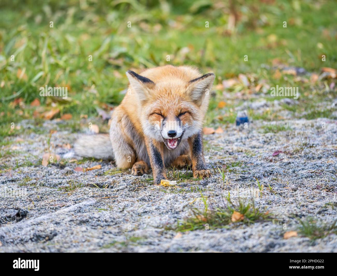 Red fox, Vulpes vulpes, sits on autumn forest path. Close up of a red fox Vulpes vulpes, sitting ...