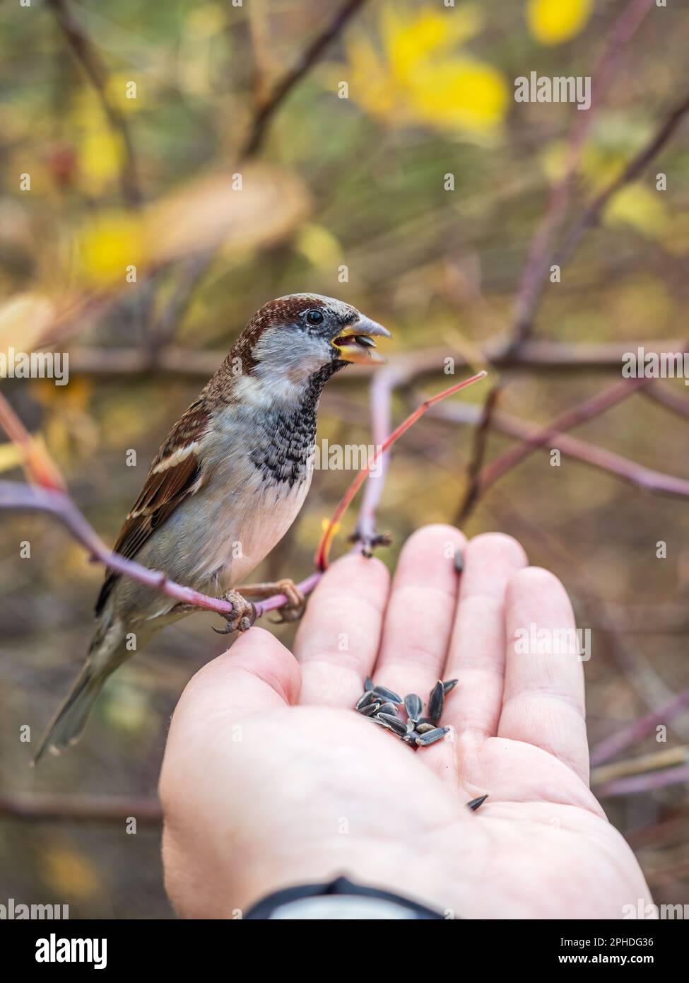 Sparrow eats seeds from a man's hand. A Sparrow bird sitting on the ...