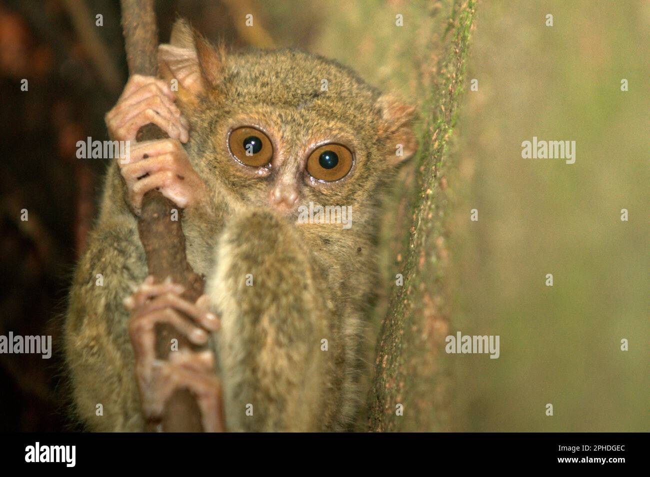 A Gursky's spectral tarsier (Tarsius spectrumgurskyae) is photographed ...