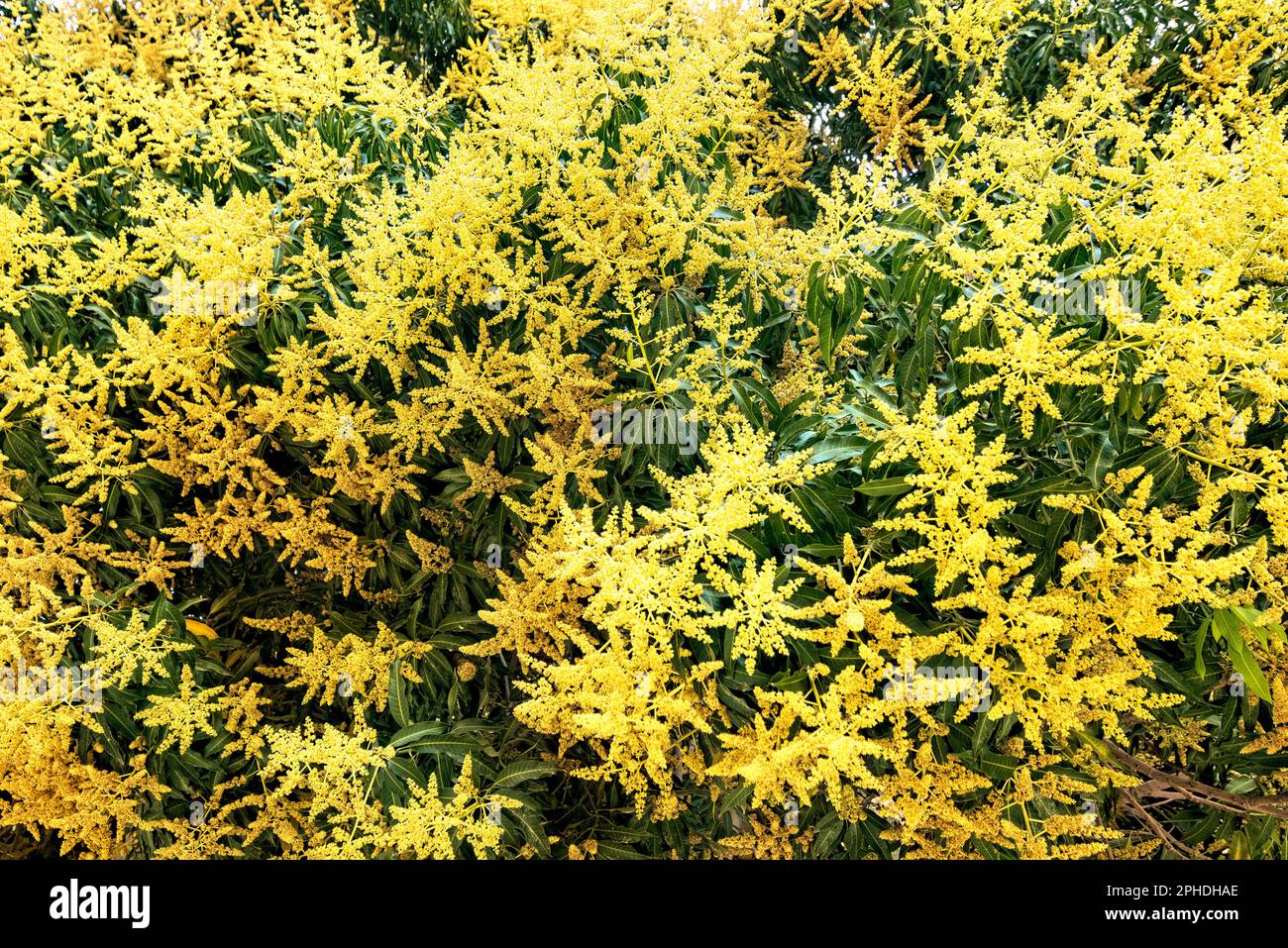 Mango tree in full flower, Wadi Ash Shab, Oman Stock Photo - Alamy