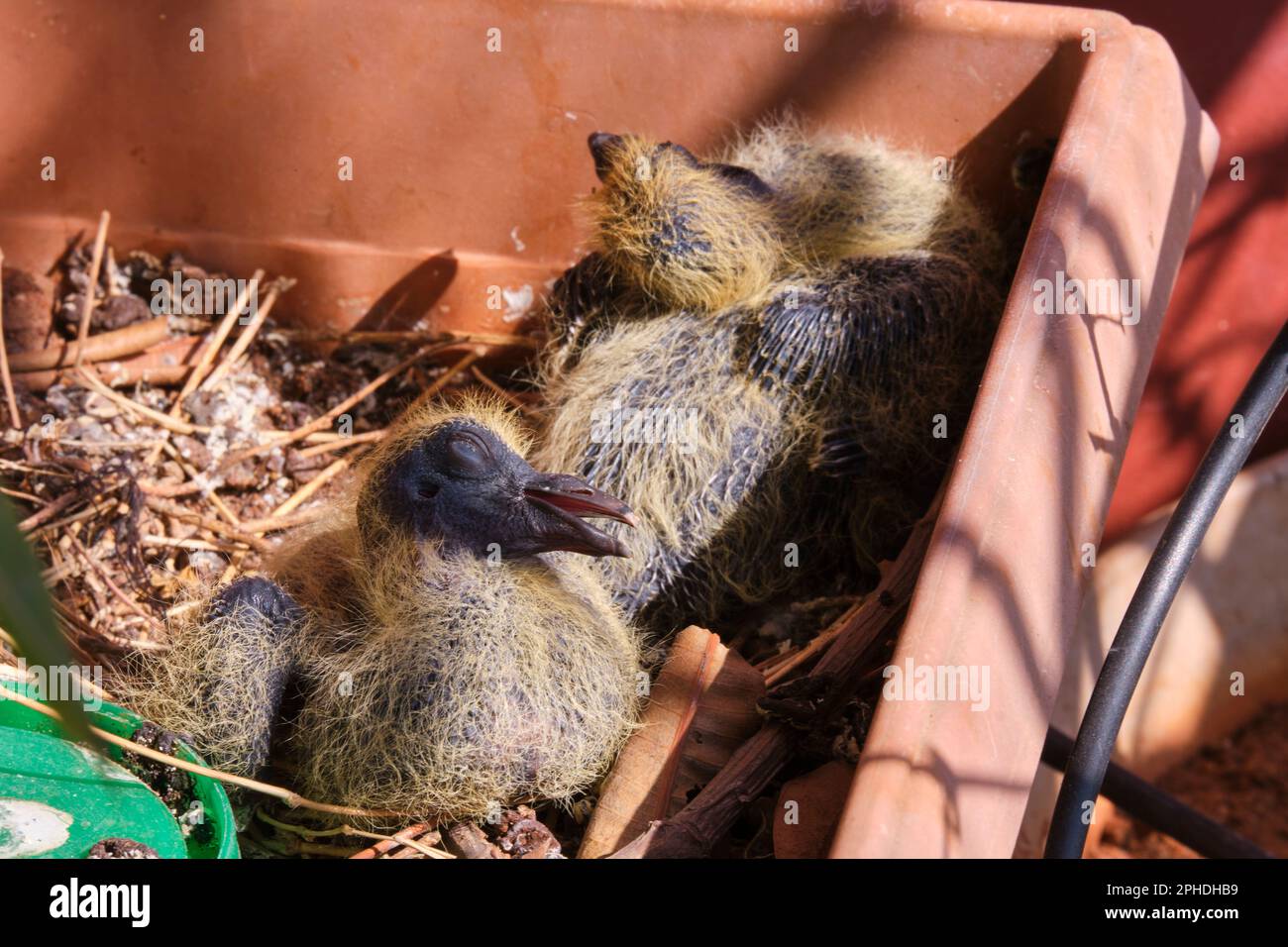 Baby Pigeon siblings Stock Photo - Alamy
