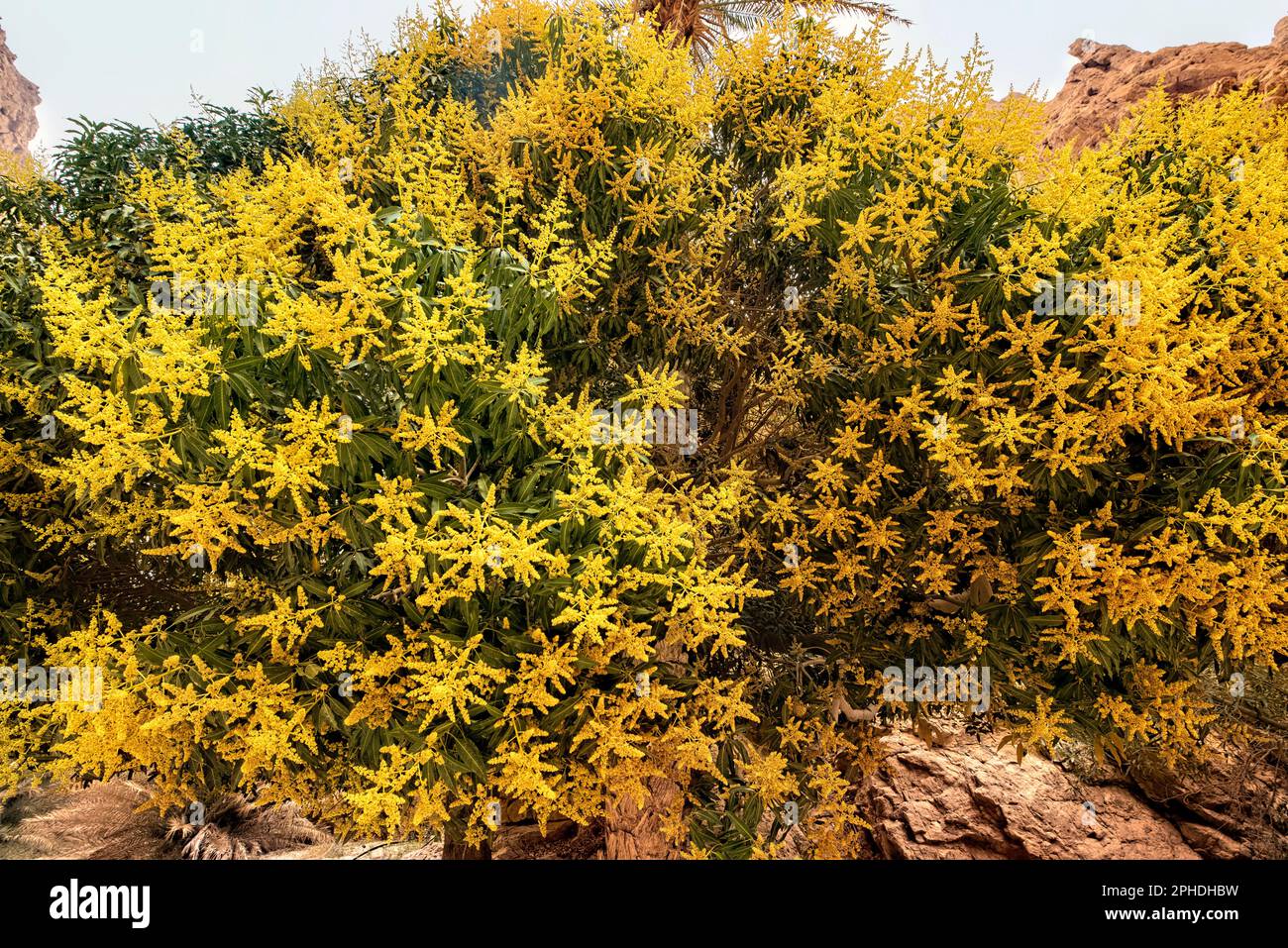 Mango tree in full flower, Wadi Ash Shab, Oman Stock Photo - Alamy