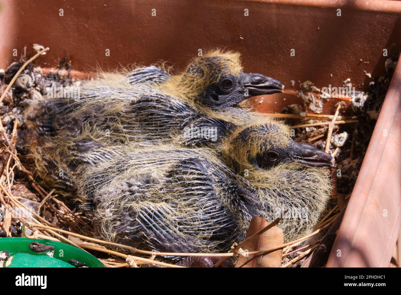 Baby Pigeon siblings Stock Photo - Alamy