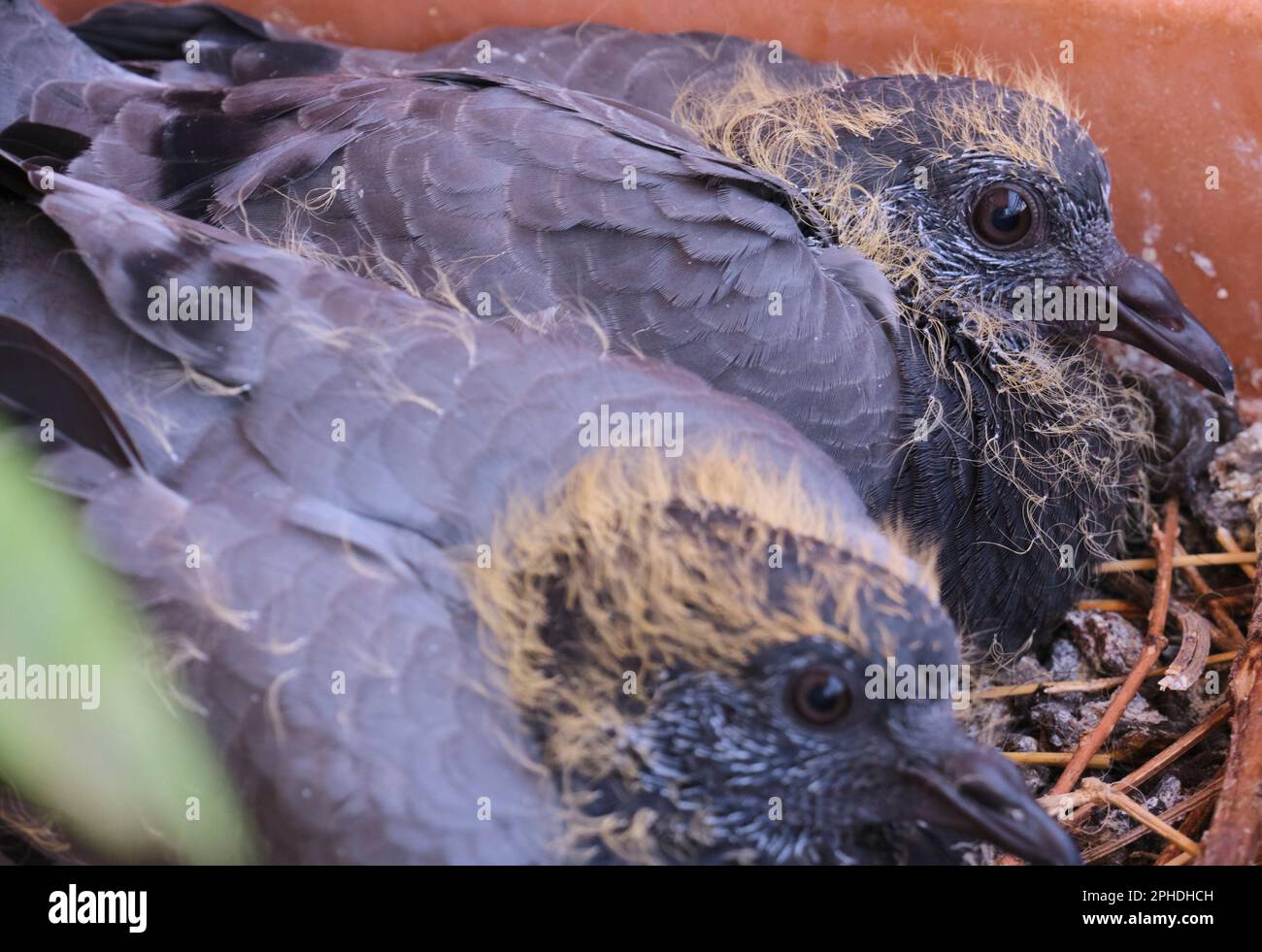Baby Pigeon siblings Stock Photo - Alamy