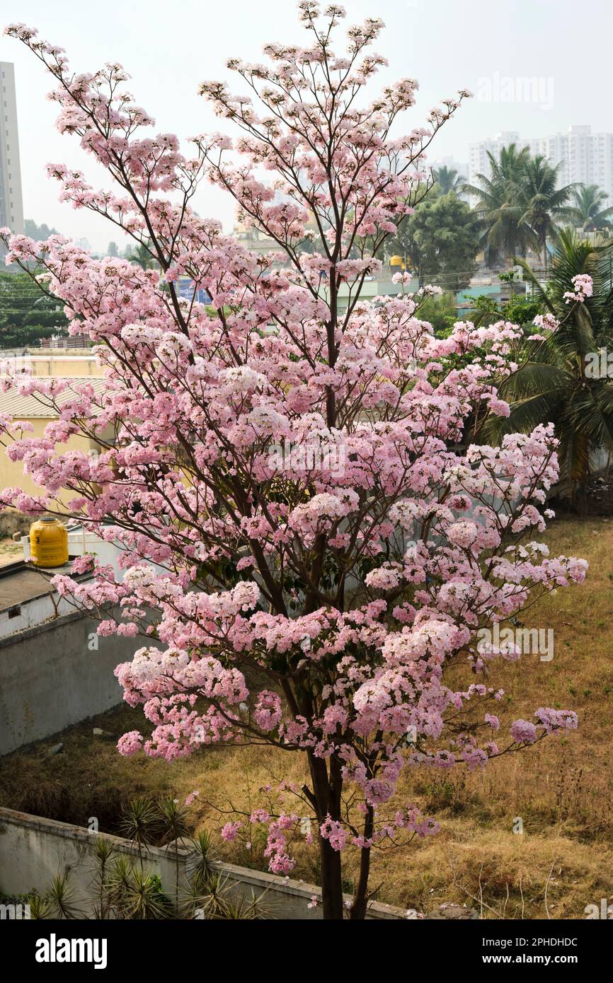 Beautiful Tree with flowers Stock Photo - Alamy