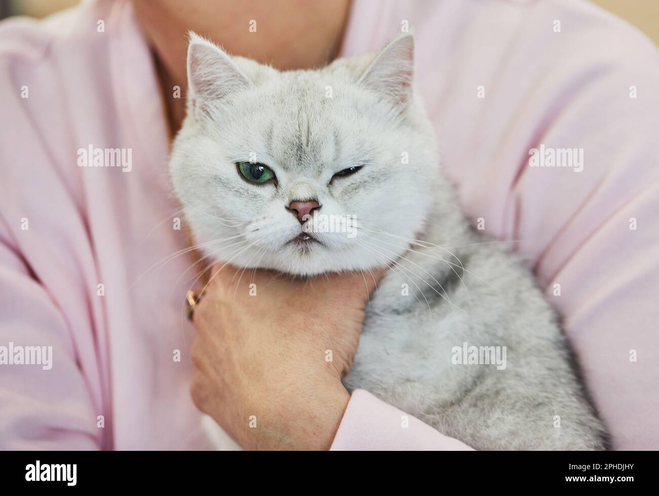 Scottish straight cat white gray color. Scottish Straight can be a ...