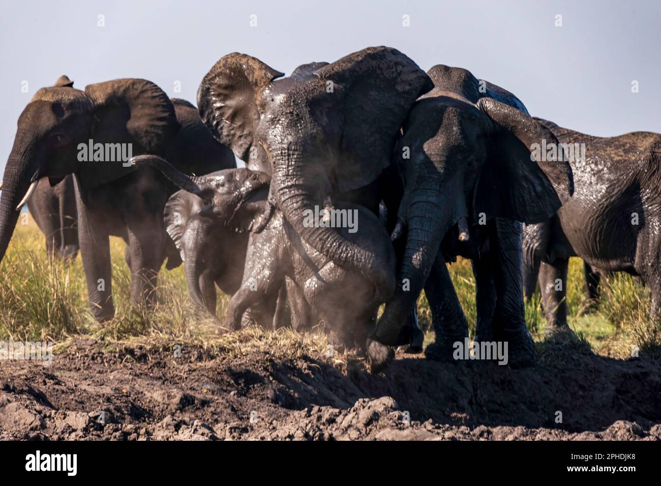 Herd of wild elephants plays in mud next to Chobe River Water. Botswana ...