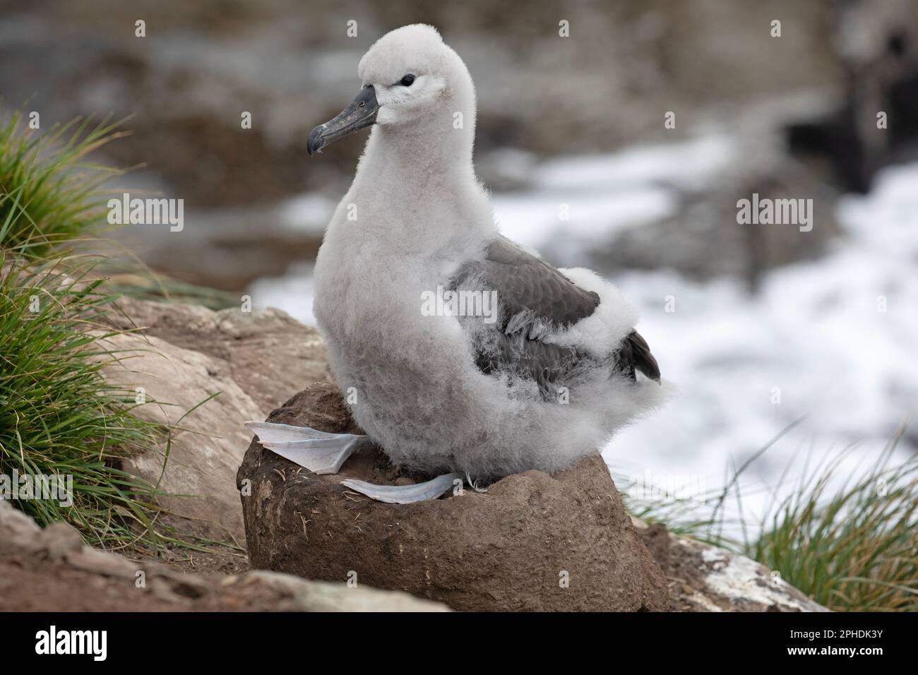 A juvenile, chick, Black Browed Albatross, Thalassarche Melanophris ...