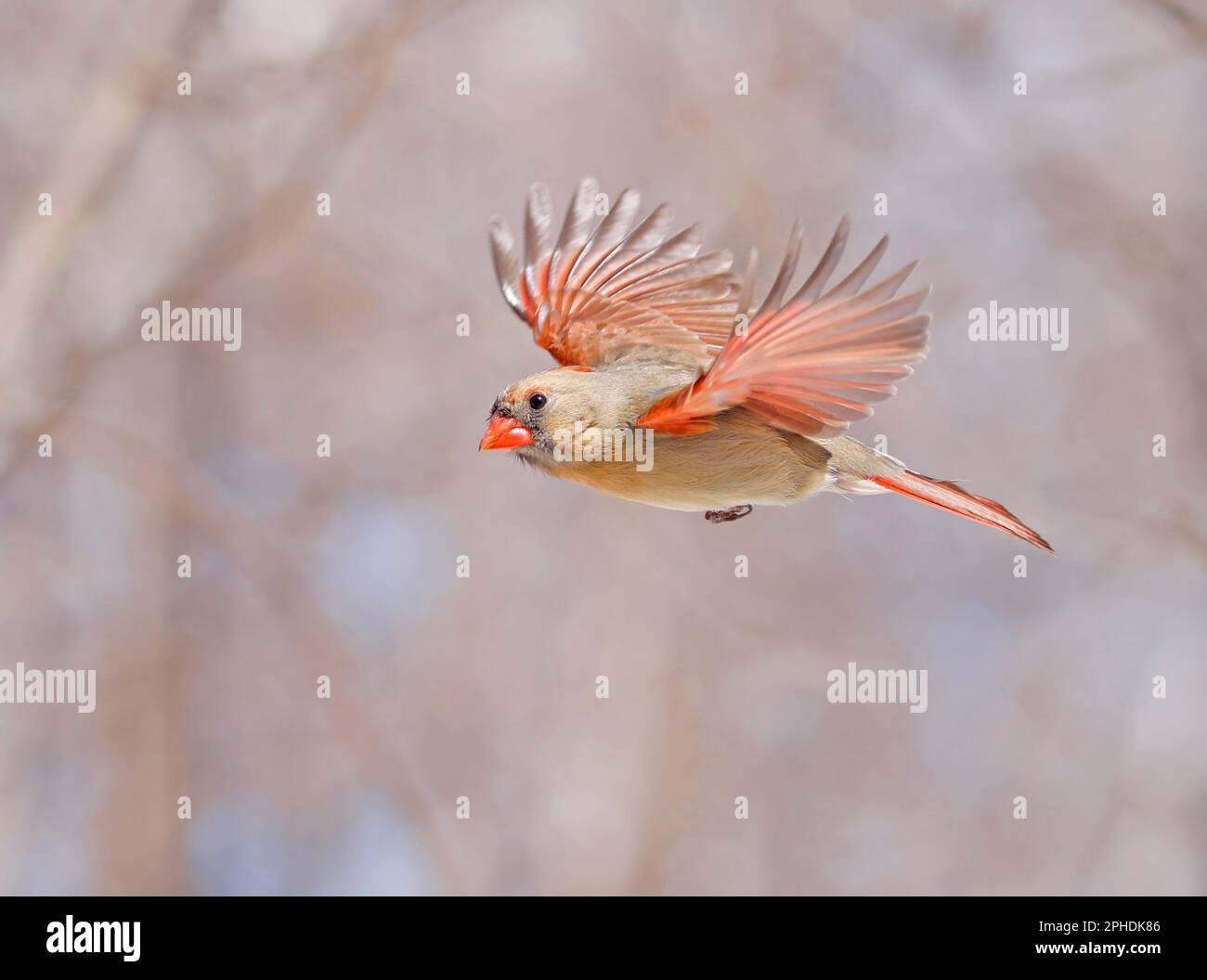Female Cardinal Bird Flying