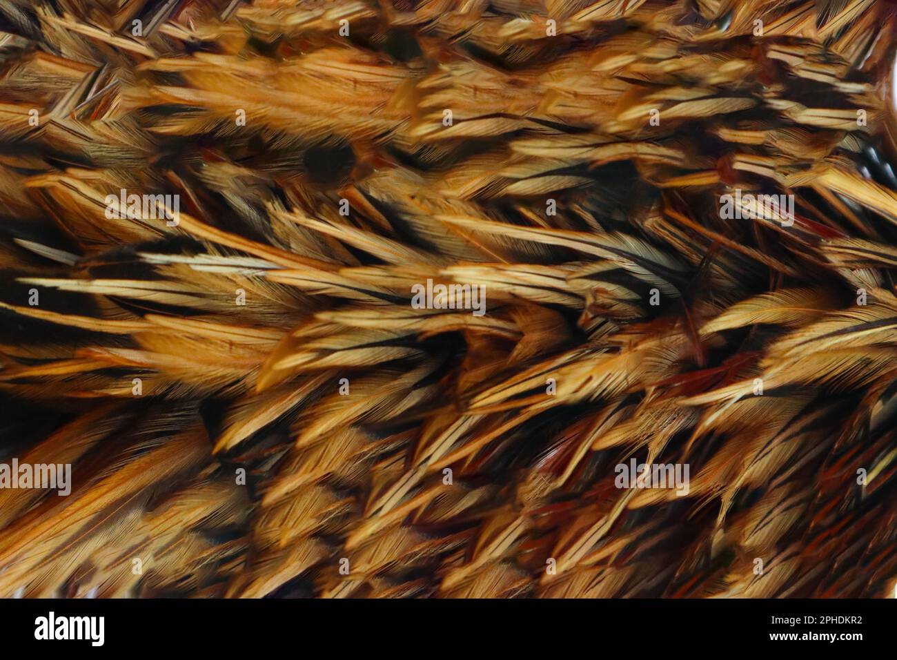 chicken feathers background texture Stock Photo - Alamy