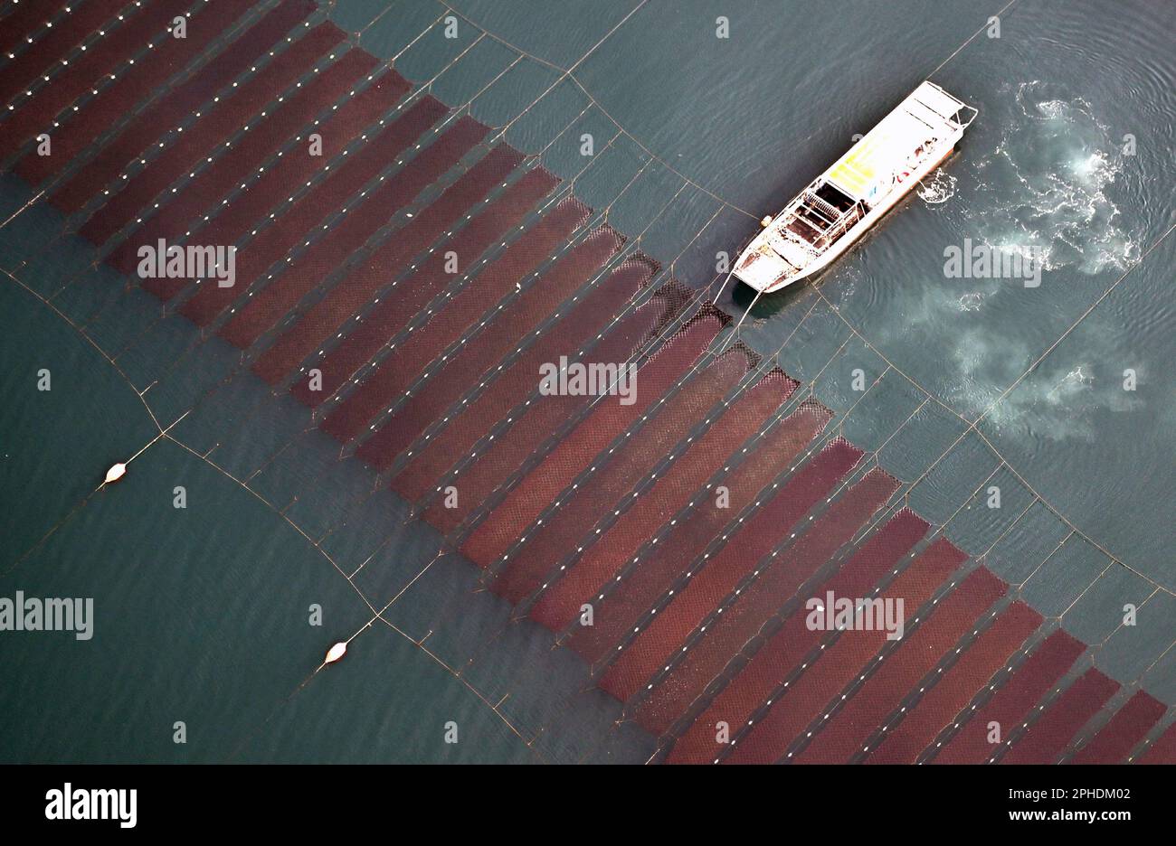 An aerial photo shows the culture farm of nori, seaweed, off Kobe City ...