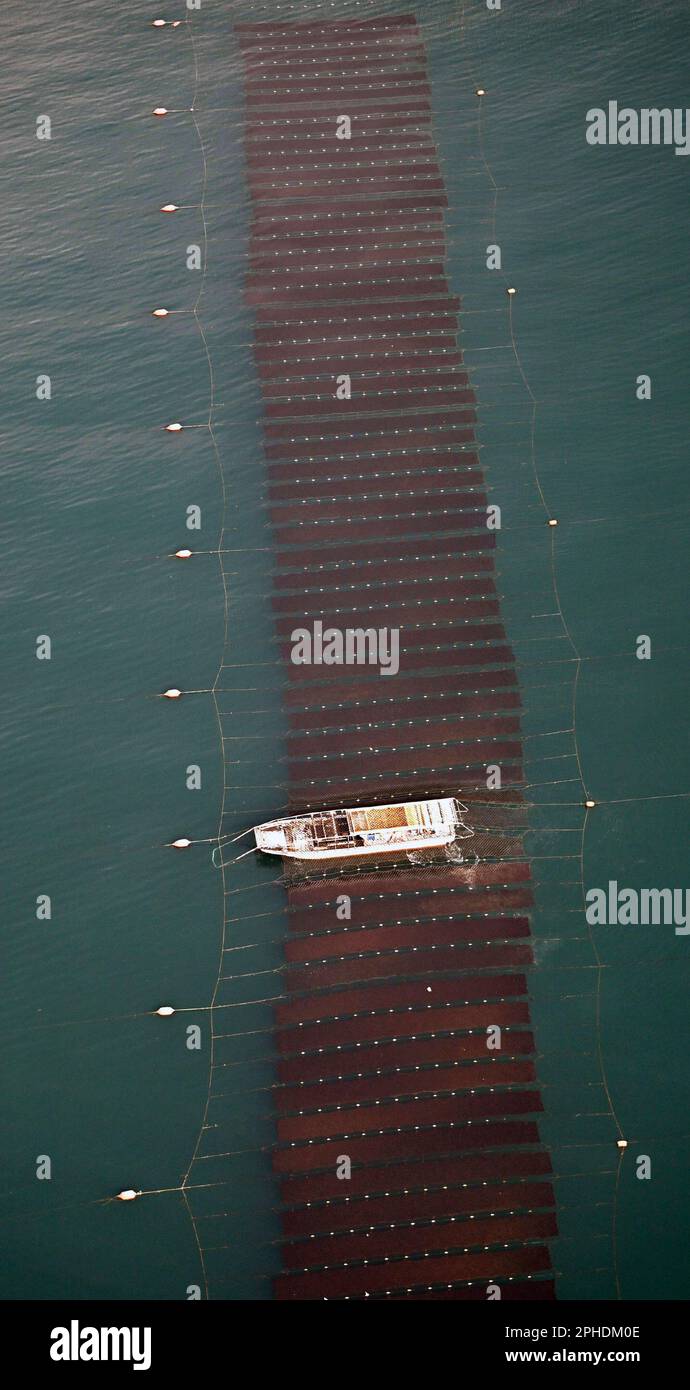 An aerial photo shows the culture farm of nori, seaweed, off Kobe City ...