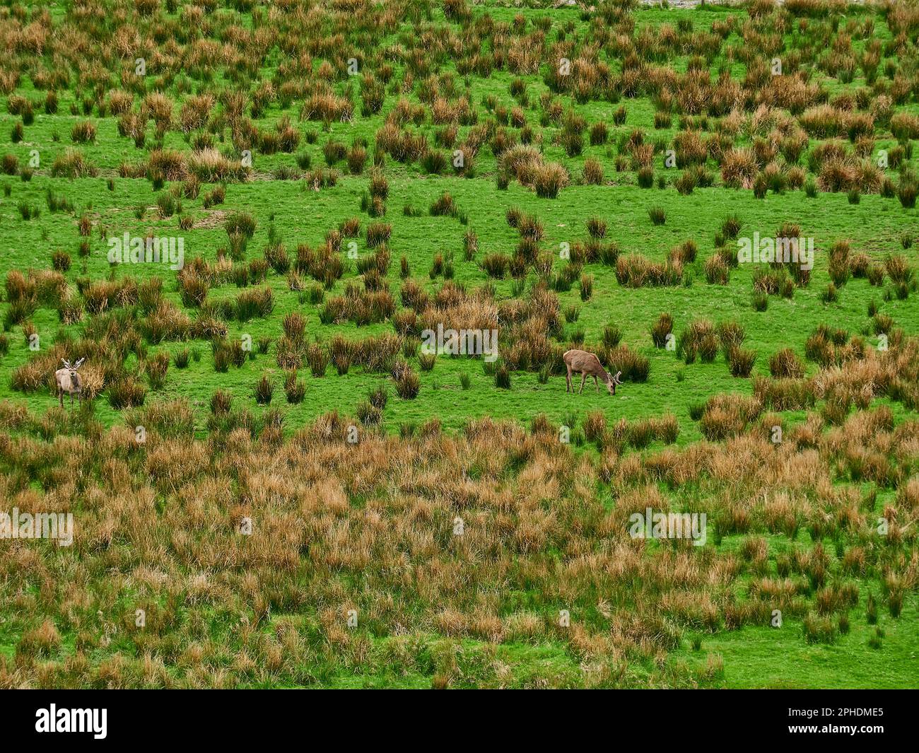 roe deer stag standing in the rough landscape of the scottish highlands ...