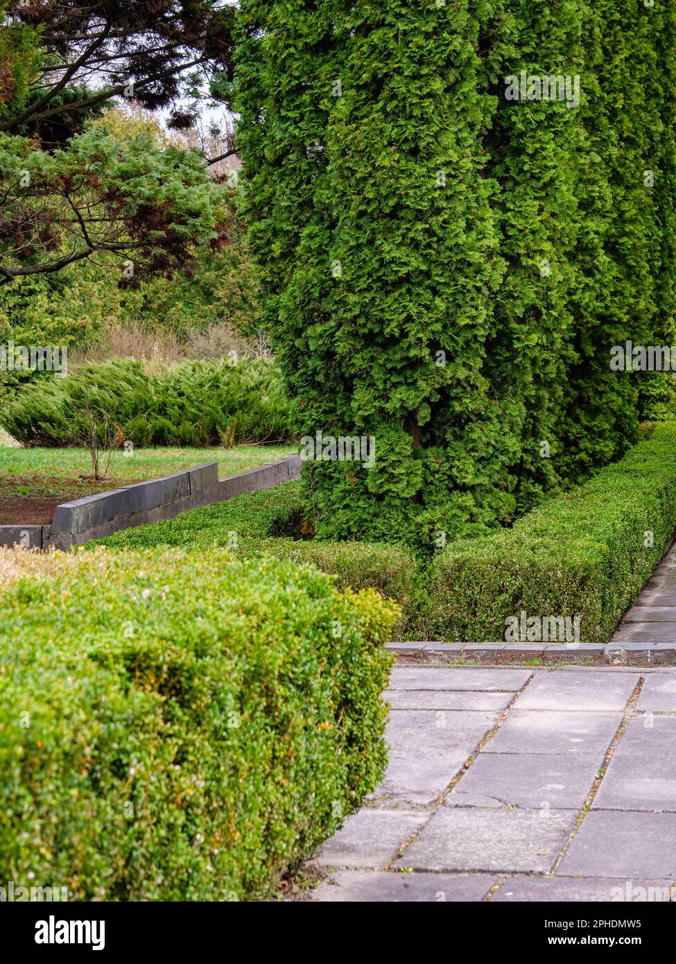 Row of thuyas among the bushes inside the walkway of concrete slabs ...