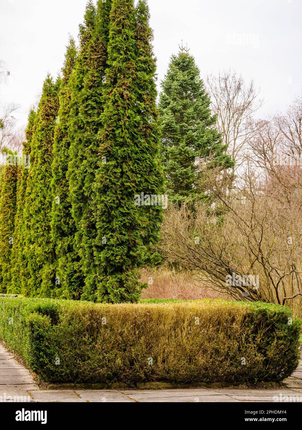 A row of tall green thuas surrounded by trimmed bushes Stock Photo - Alamy