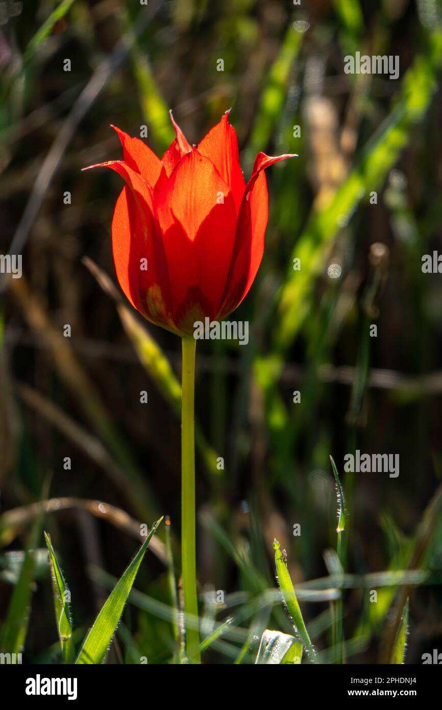 Red wild tulip flower close up among green leaves Stock Photo - Alamy