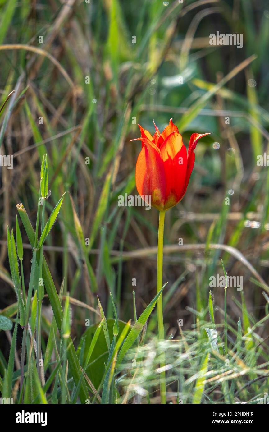 Red wild tulip hi-res stock photography and images - Alamy