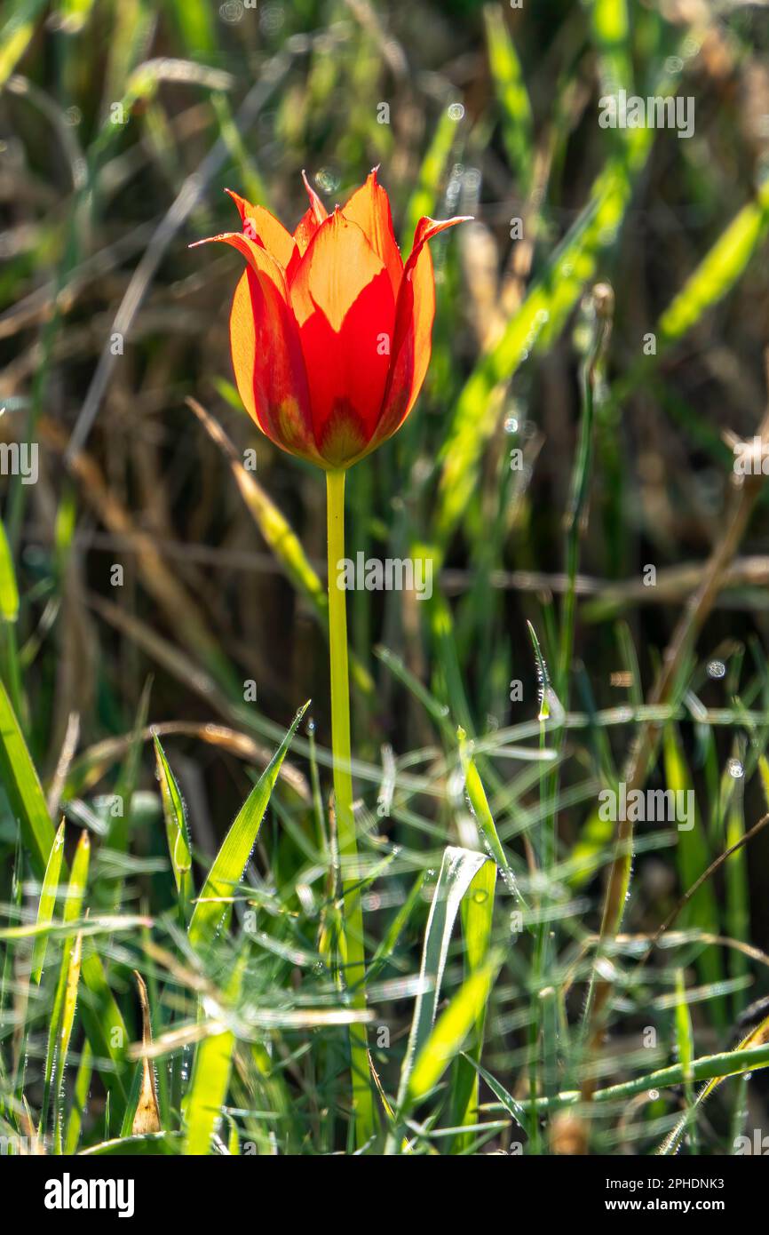 Red wild tulip flower close up among green leaves Stock Photo - Alamy