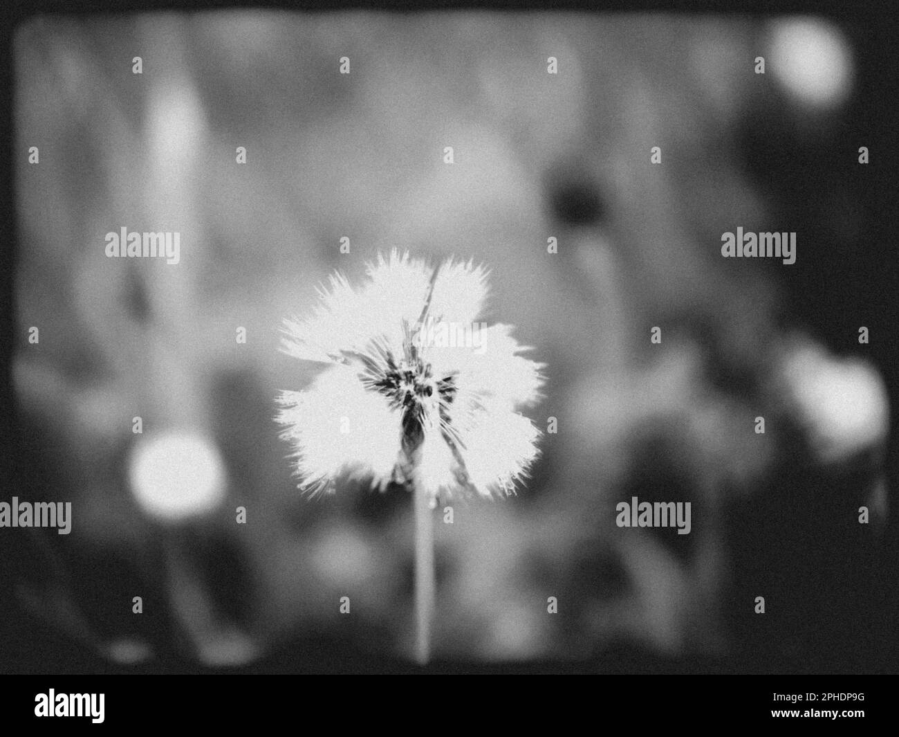 Taraxacum officinale Black and White Stock Photos & Images - Alamy