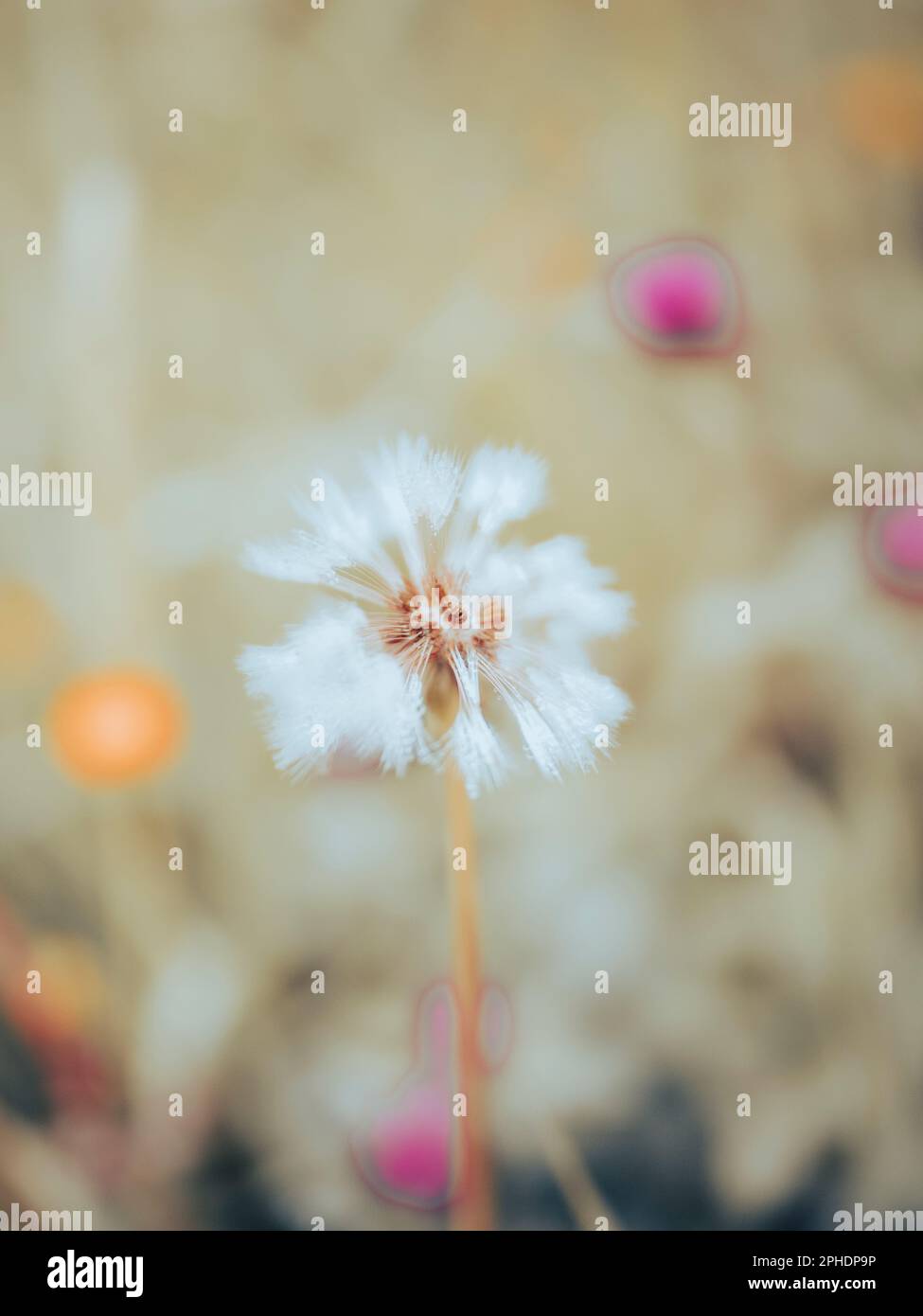 Taraxacum, Dandelion Flower, Balmore Walk, Caversham, Reading ...