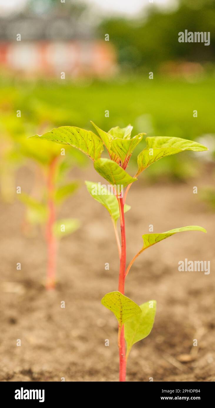 Fresh green sprouts of vegetables in spring on the field, soft focus ...
