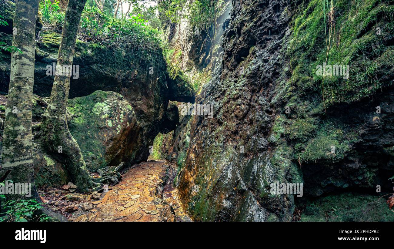 Hiking path through the forest in Springbrook National Park, Queensland ...