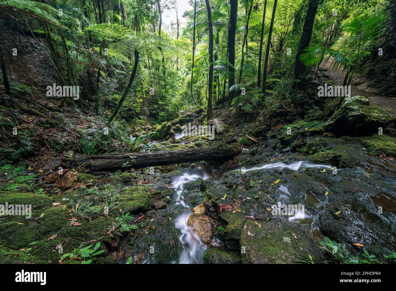 Small waterfalls in Springbrook National Park, Queensland, Australia ...