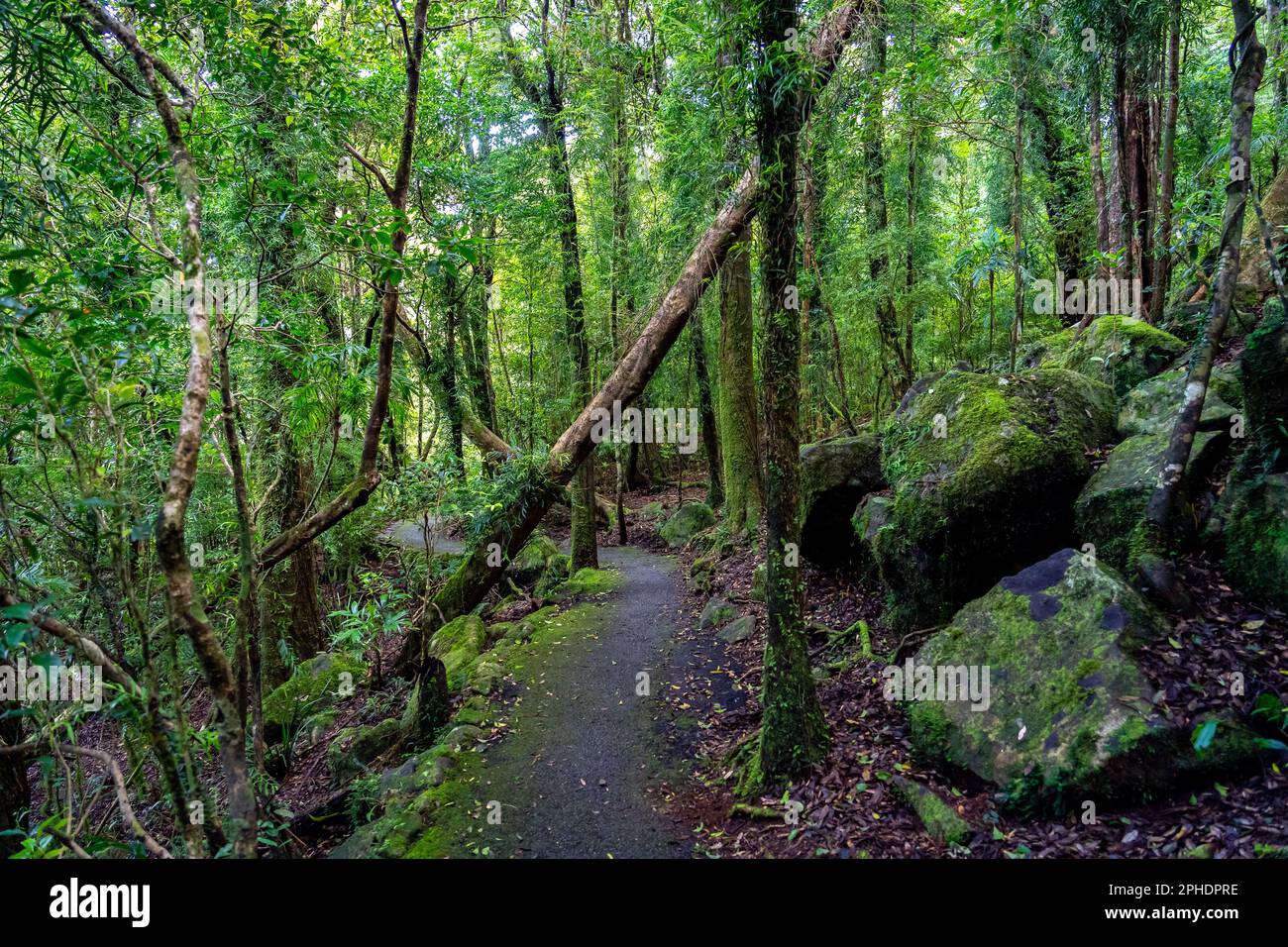 Hiking path through the forest in Springbrook National Park, Queensland ...