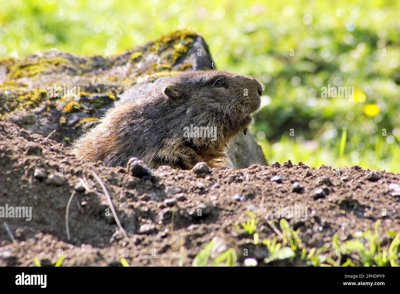 An Alpine Marmot (Marmota marmota) in a burrow in the Hohe Tauern ...