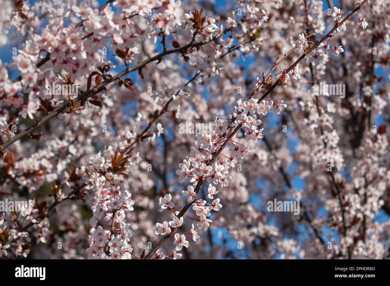 Beautiful spring pink cherry plum blossom background. Abstract pastel ...