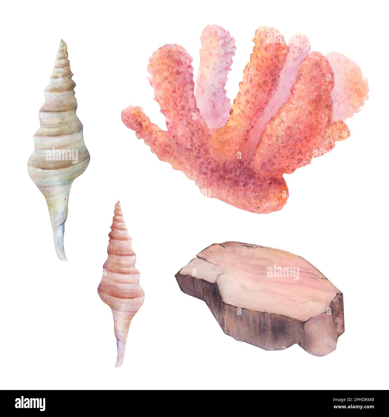 Watercolor drawn set of coral, cone shells and a stone on white ...