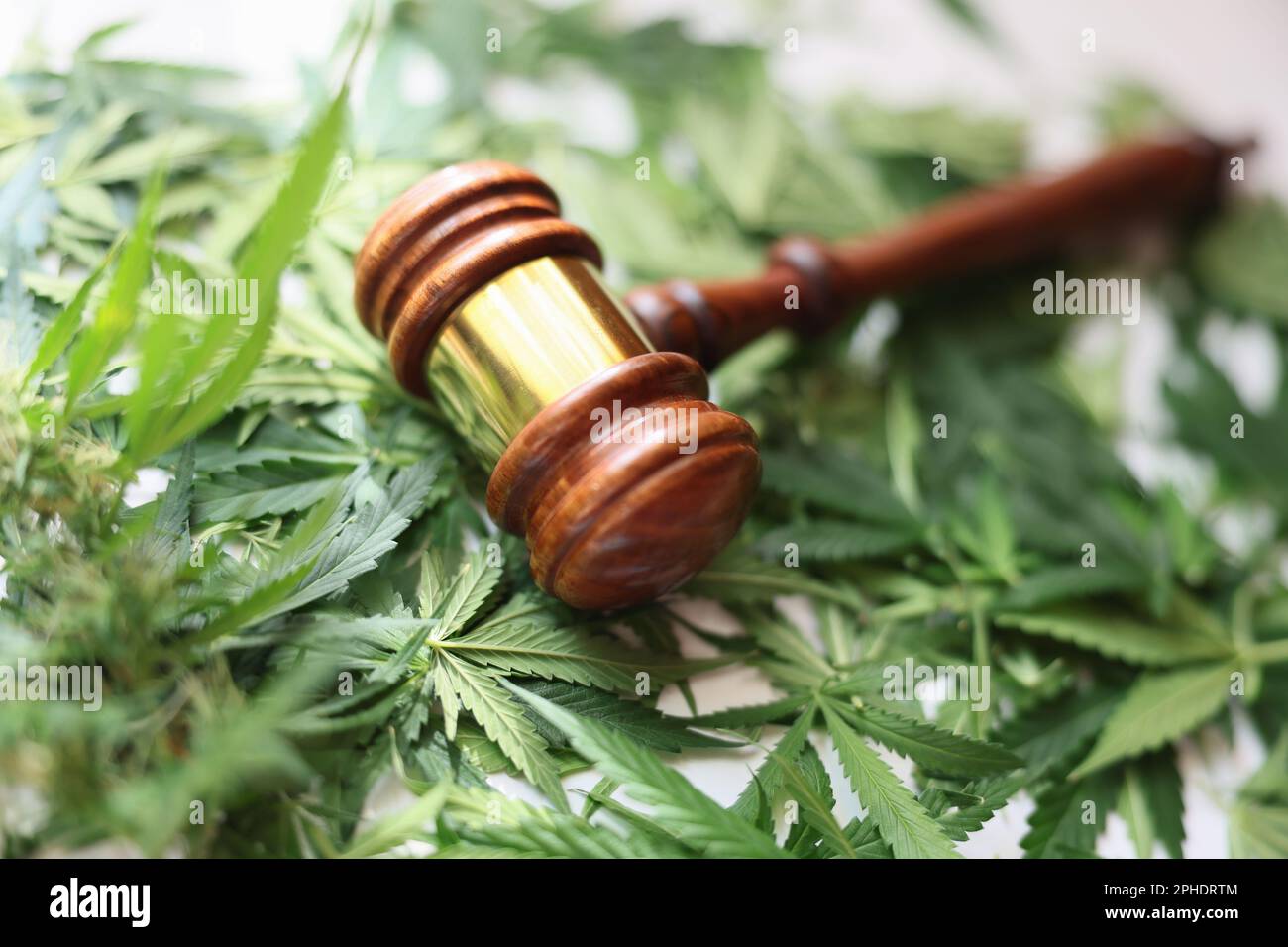 Marijuana leaves judge gavel legalization hi-res stock photography and ...