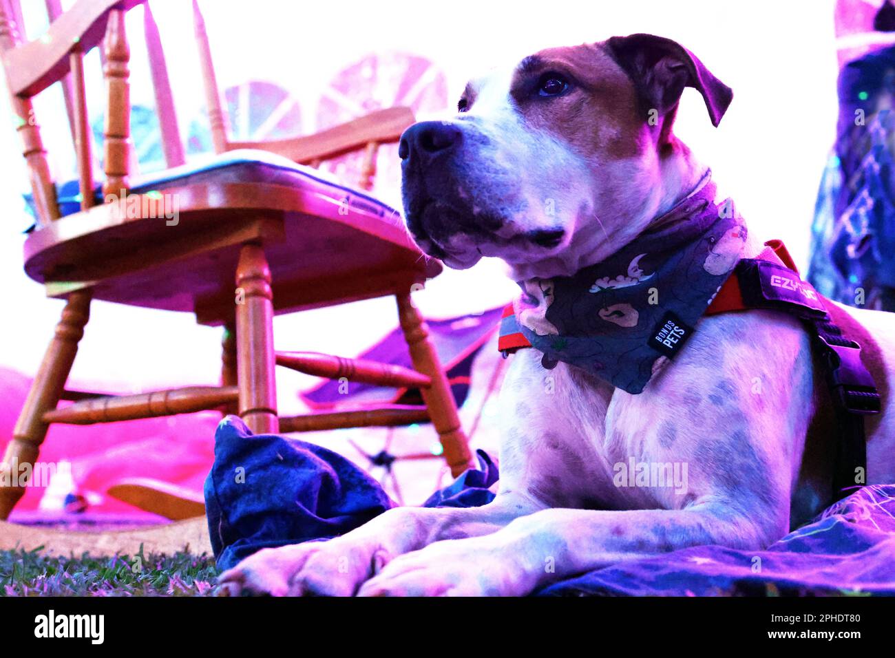 Random photo art and street photography of animals doing what they love ...